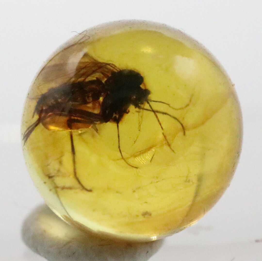 Amber Bead 6.8 Mm Sphere With a Rare Insect NOT DRILLED | Fossil ...
