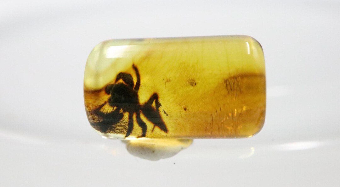 Amber With Spider Insect Trapped for Million Years | Fossil Inclusion ...