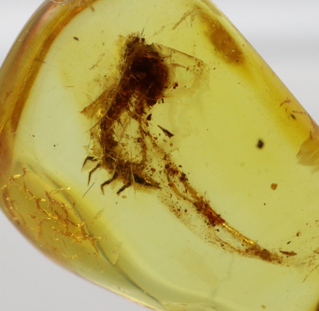 Amber With Rare Insect Trapped for Million Years | Fossil Inclusion in ...
