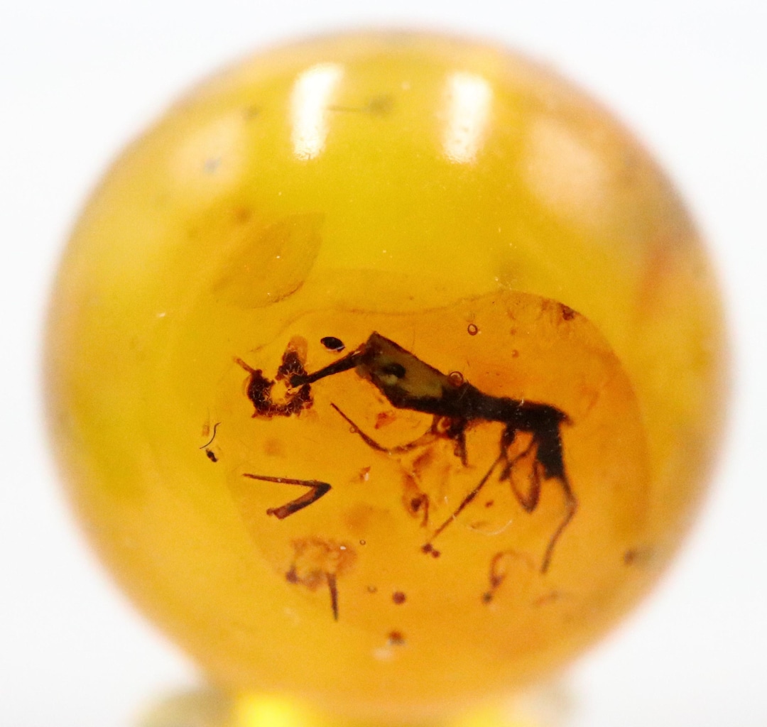 Amber Bead 10.5 Mm Sphere With Rare Bug Insect Trapped for Million ...