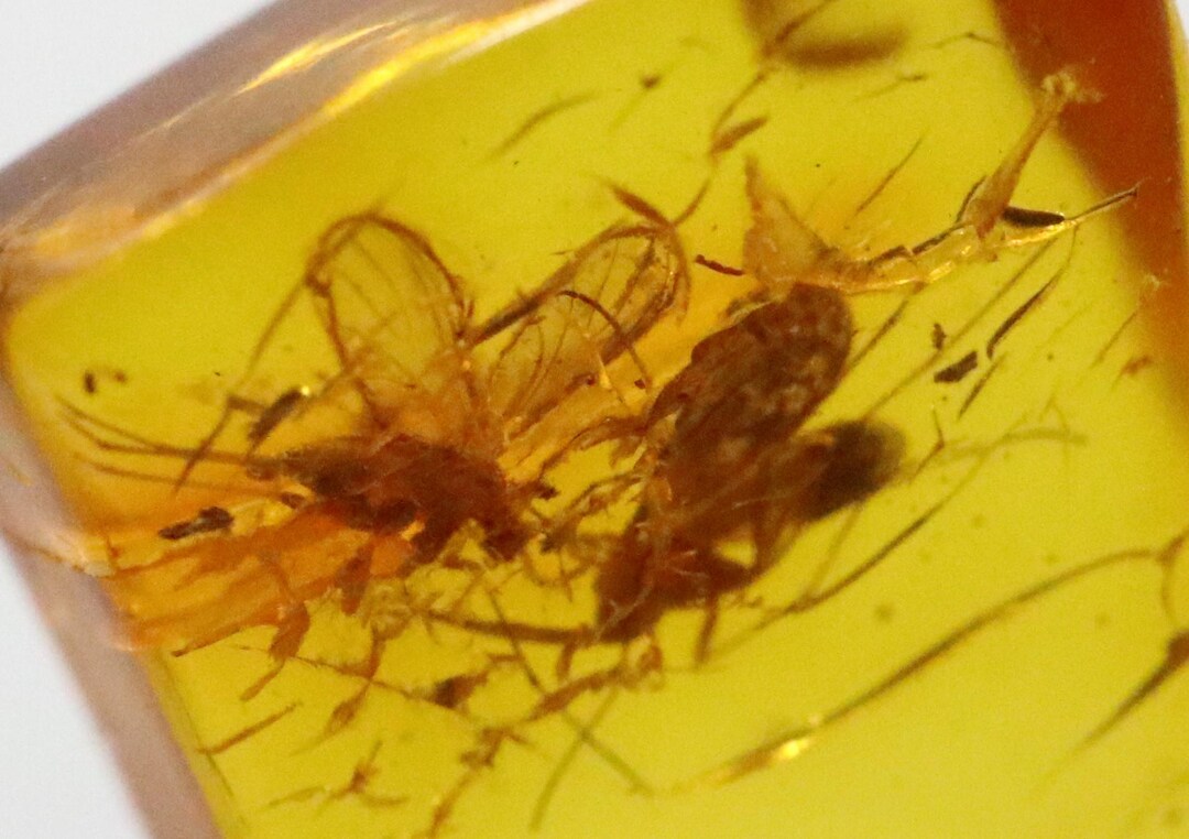 Baltic SMALL Amber With 2 Insects Trapped for Million Years | Fossil ...
