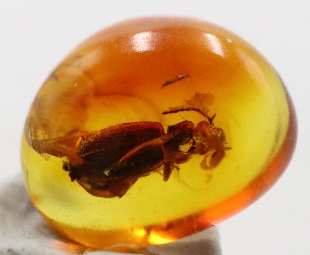Baltic SMALL Amber With Insect Trapped for Million Years | Fossil ...