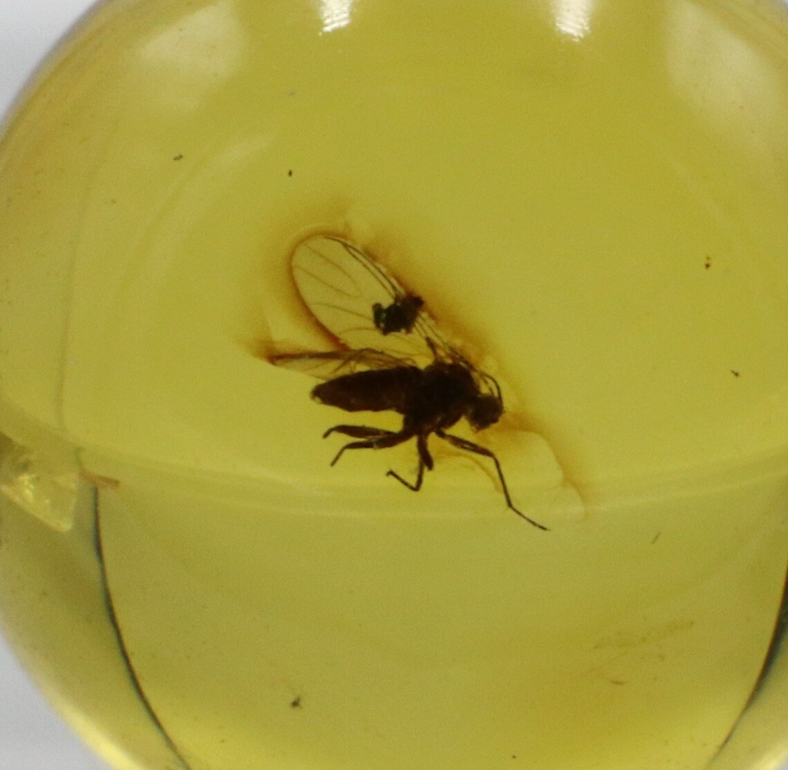 Amber Bead 9.5 Mm Sphere With Rare Insect Trapped for Million - Etsy