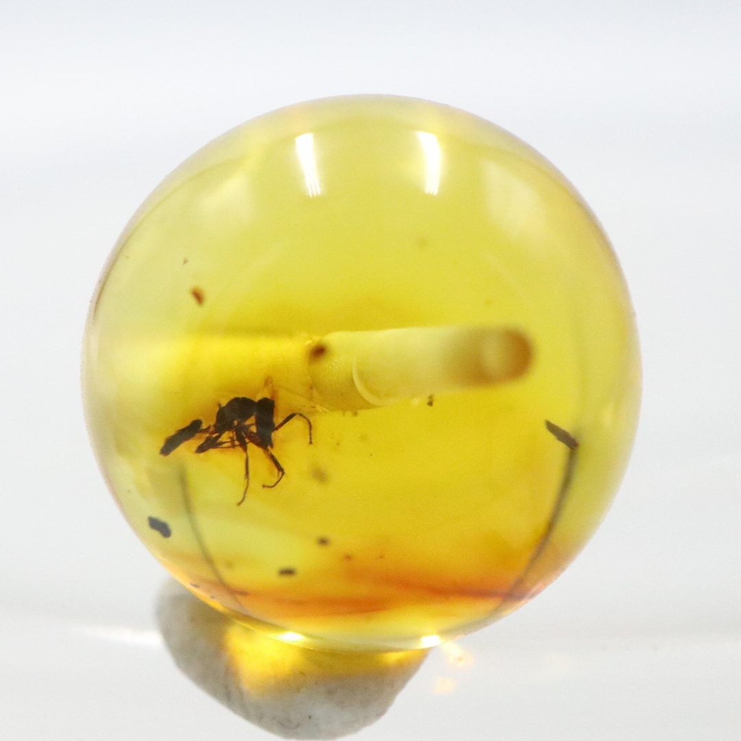 DRILLED Amber Bead 12.3 Mm Sphere With Ant Insect Trapped for Million ...
