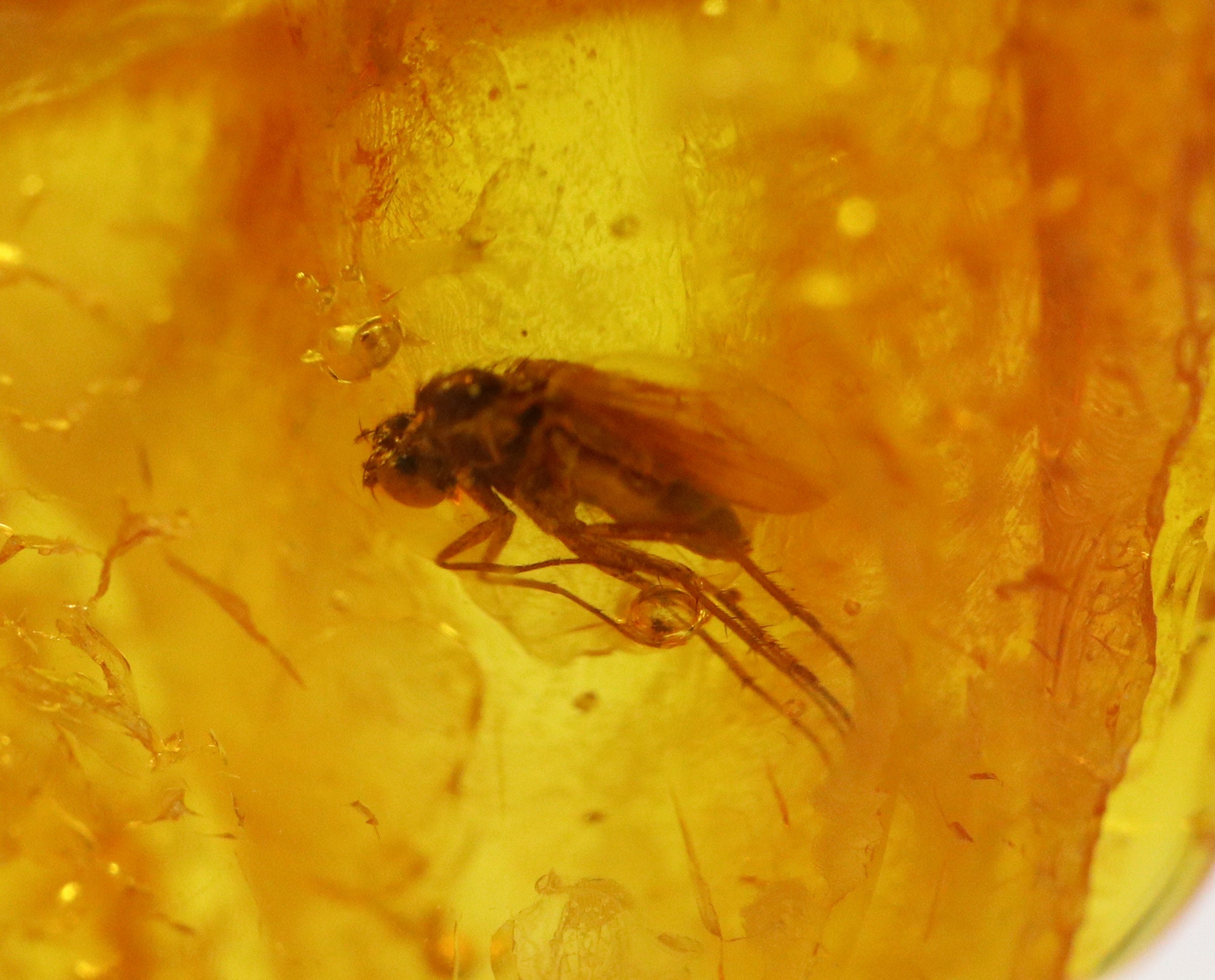 Home Décor Home & Living Fossil Inclusion in Baltic Amber Stone Baltic ...