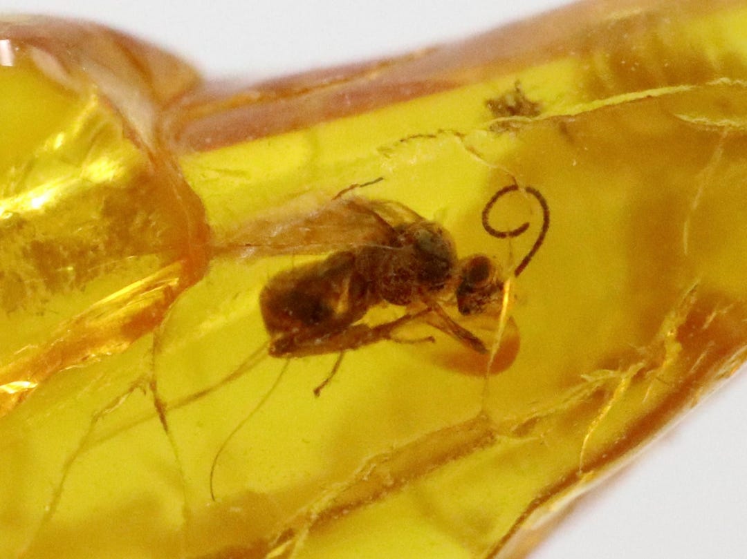 Baltic SMALL Amber With Insect Trapped for Million Years Fossil ...