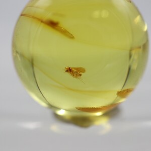 Amber Bead 11.5 Mm Sphere With Rare Insect Trapped for Million Years ...