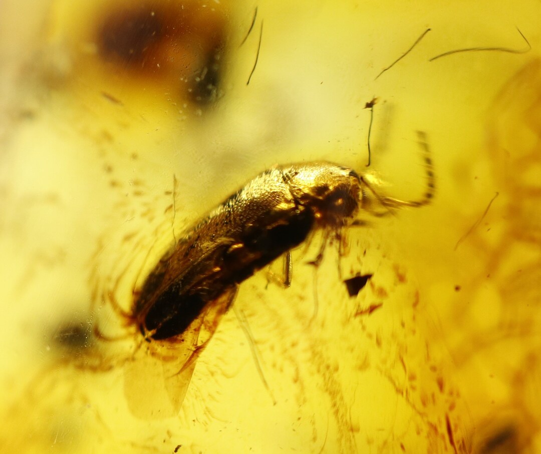 Amber With Rare Bug Insect Trapped for Million Years Fossil Inclusion ...