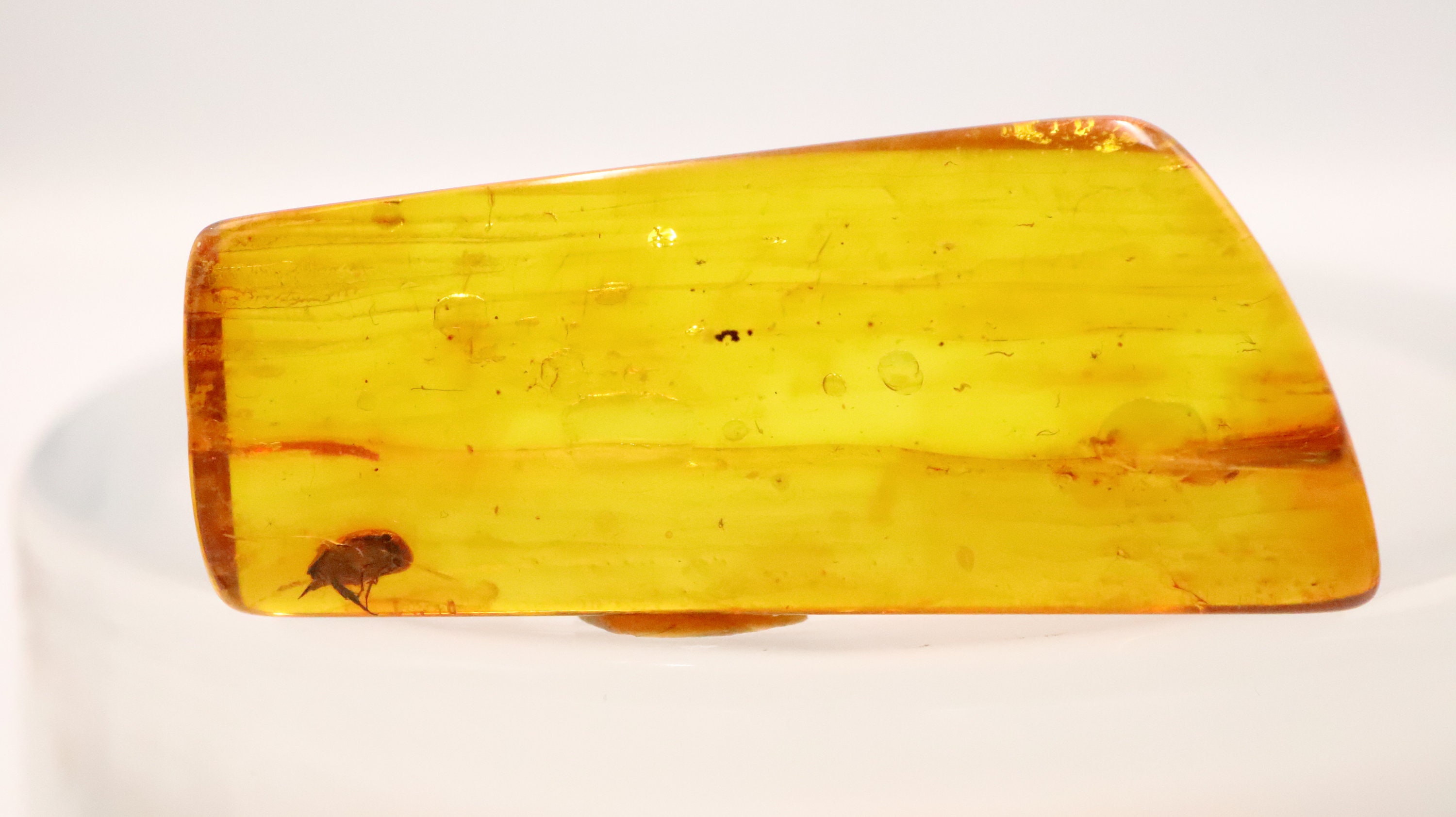Amber With Bug Insect Trapped for Million Years | Fossil Inclusion in ...