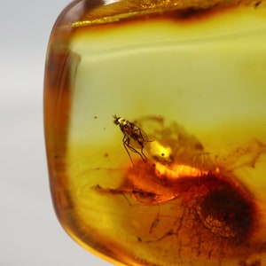 Baltic Amber With Insect Trapped for Million Years | Fossil Inclusion ...