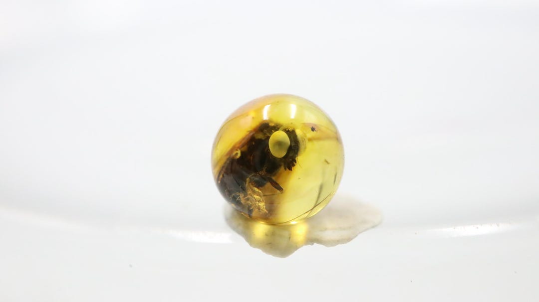 Amber Bead 6.2 Mm Sphere With an Insect Trapped for Million Years ...