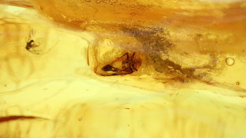 Baltic Amber With Fly Insect Trapped for Million Years - Etsy