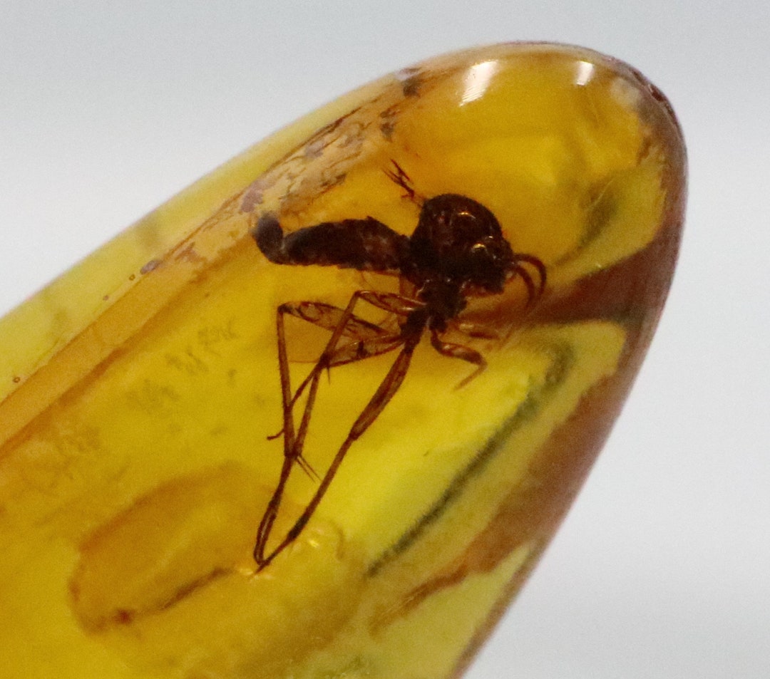 Baltic Amber With 2 Insects Trapped for Million Years Fossil - Etsy