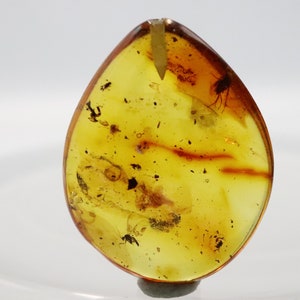 DRILLED 3 Lot Amber Stone With Insect Trapped for Million Years ...
