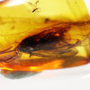 Amber With 4 Insects Trapped for Million Years | Fossil Inclusion in ...