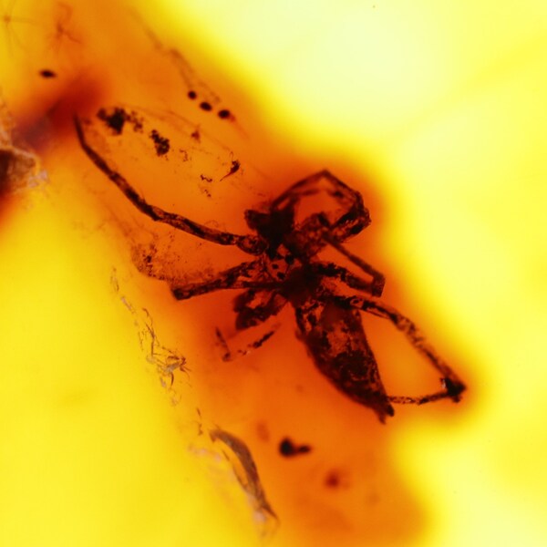 Amber With Insect - Etsy