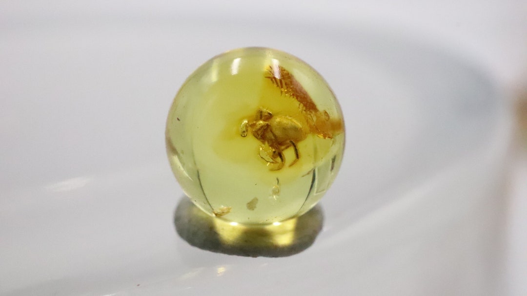 Amber Bead 7.1 Mm Sphere With Rare Spider Insect Trapped for Million ...