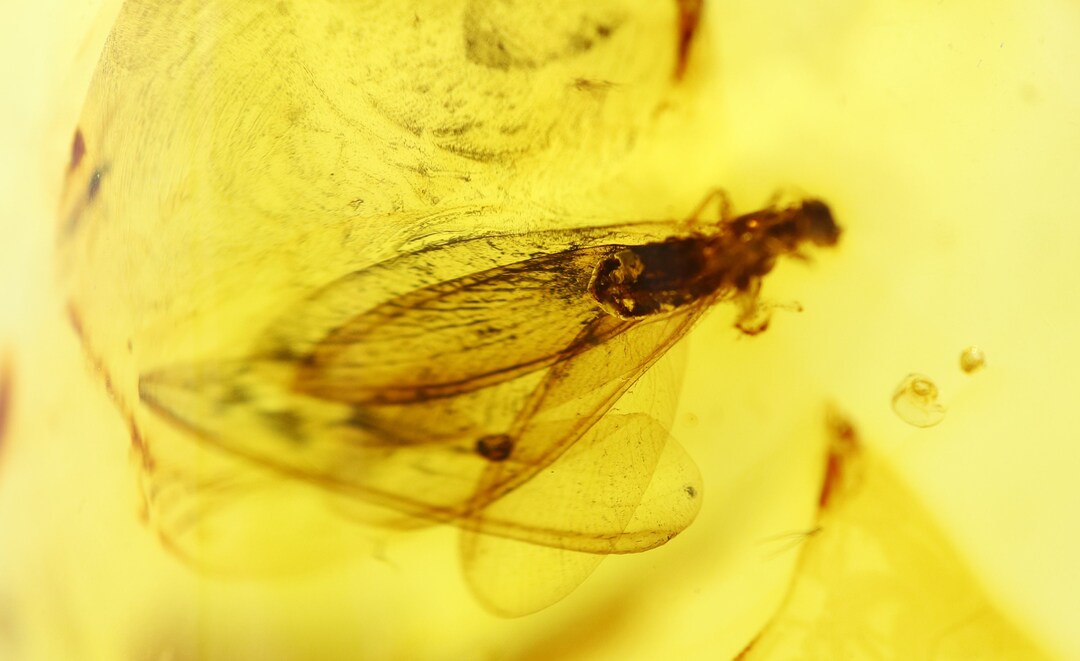 Amber With Rare Mayfly and 6 Other Insects Trapped for Million Years ...
