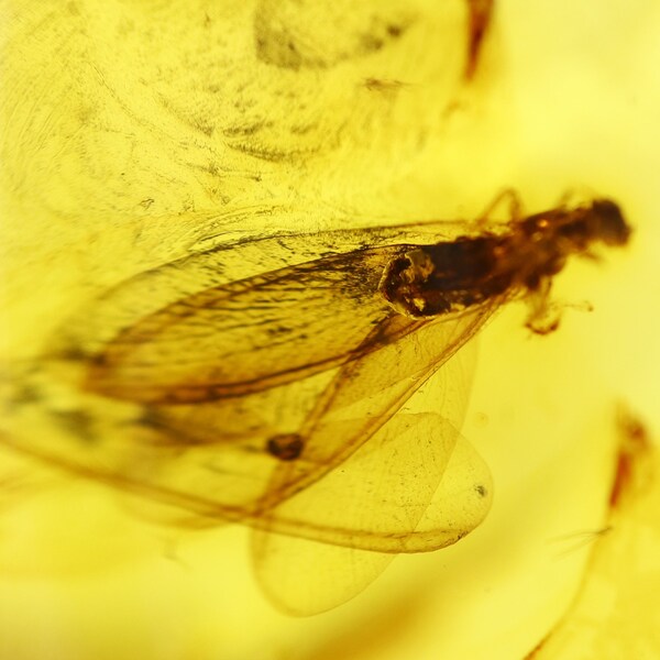 Amber With Insect - Etsy