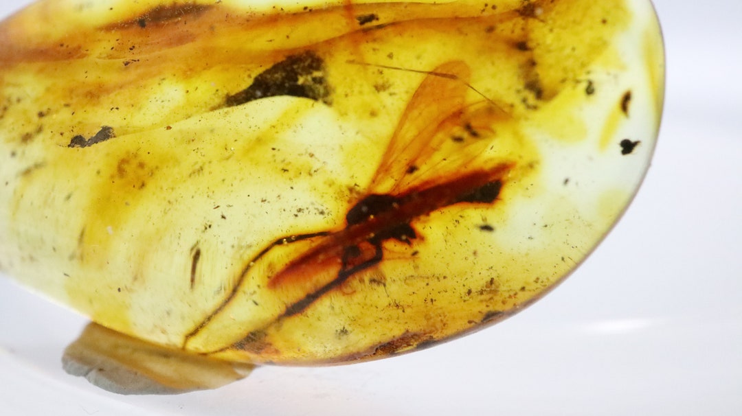 Baltic Amber With Insect Trapped for Million Years | Fossil Inclusion ...