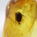 Amber With Rare Bug Insect Trapped for Million Years Fossil Inclusion ...