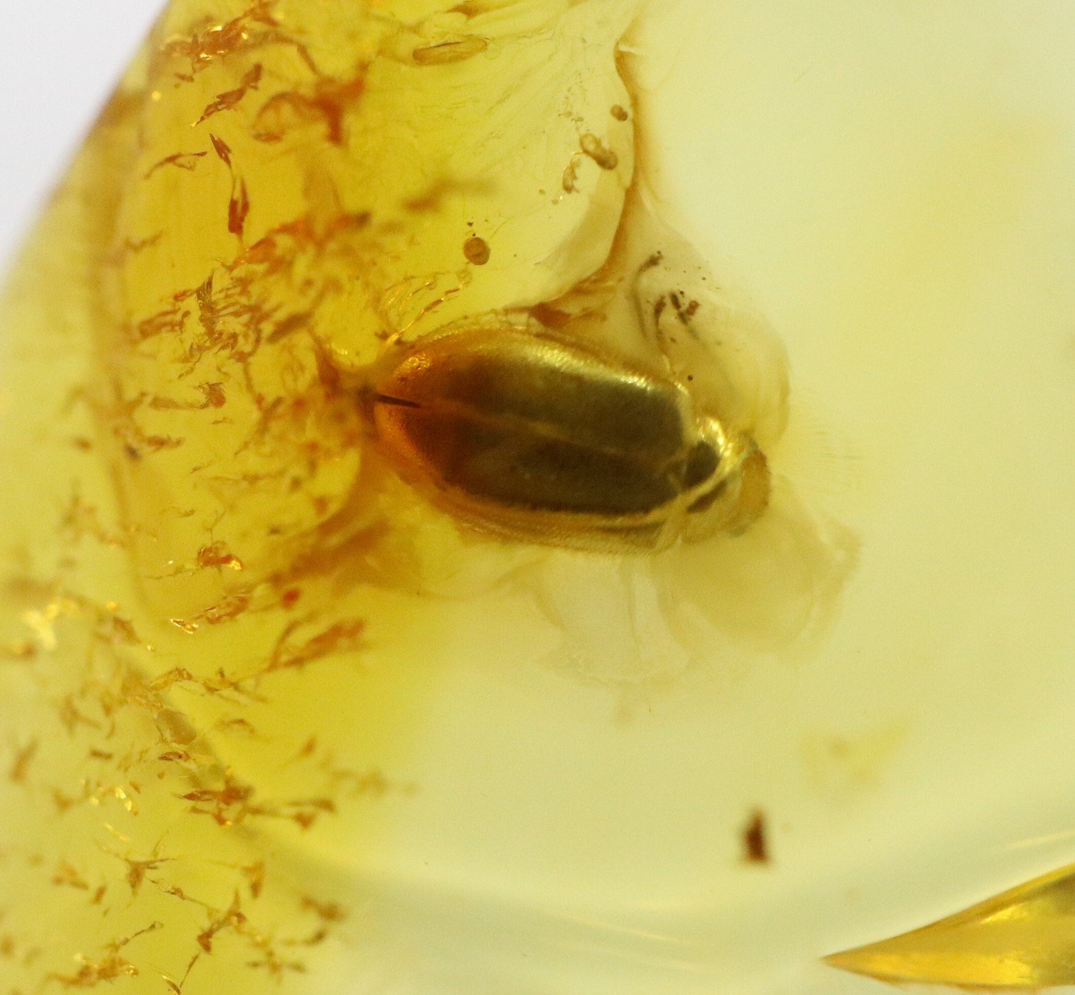 Amber with Bug Insect trapped for Million Years Fossil | Etsy