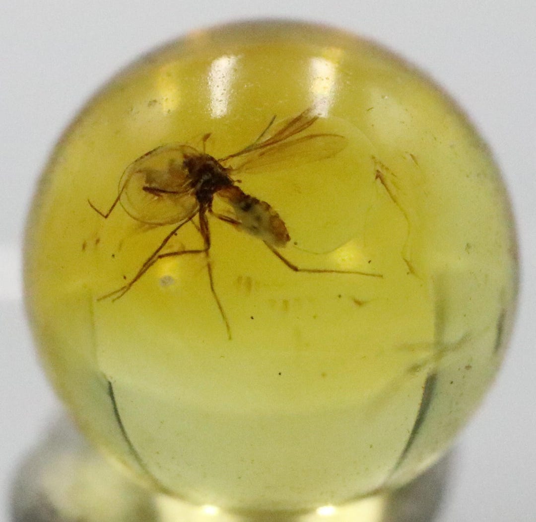 Amber Bead 6.3 Mm Sphere With a Rare Insect NOT DRILLED | Fossil ...