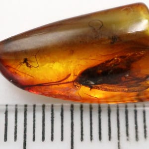 Amber With 4 Insects Trapped for Million Years | Fossil Inclusion in ...