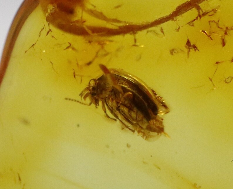 Amber With Rare Bug Insect Trapped for Million Years Fossil - Etsy