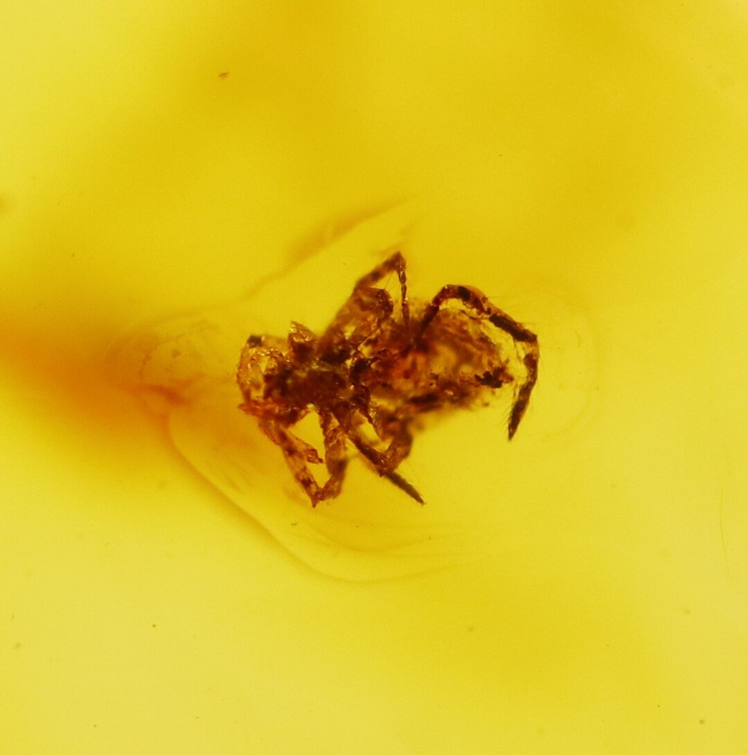Amber With Rare Spider Insect Trapped for Million Years Fossil ...