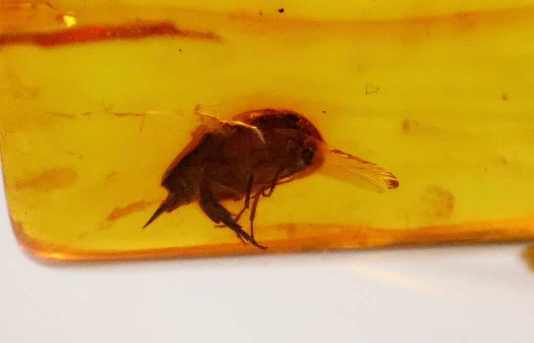 Amber With Bug Insect Trapped for Million Years | Fossil Inclusion in ...
