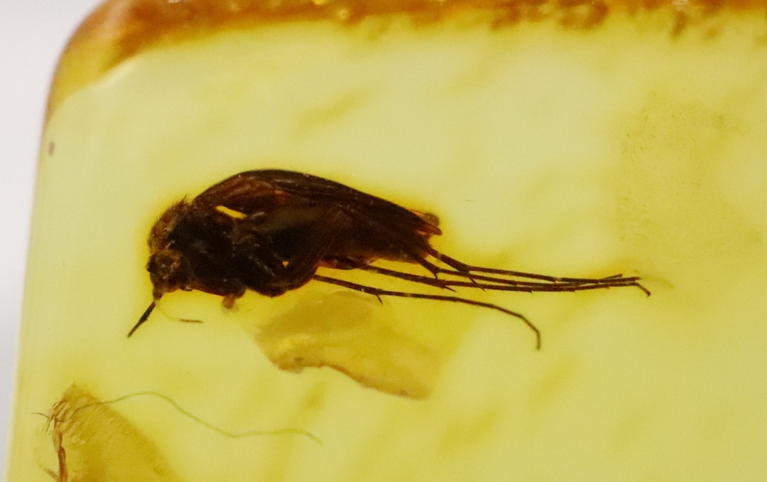Baltic Amber With 2 Insects Trapped for Million Years | Fossil ...