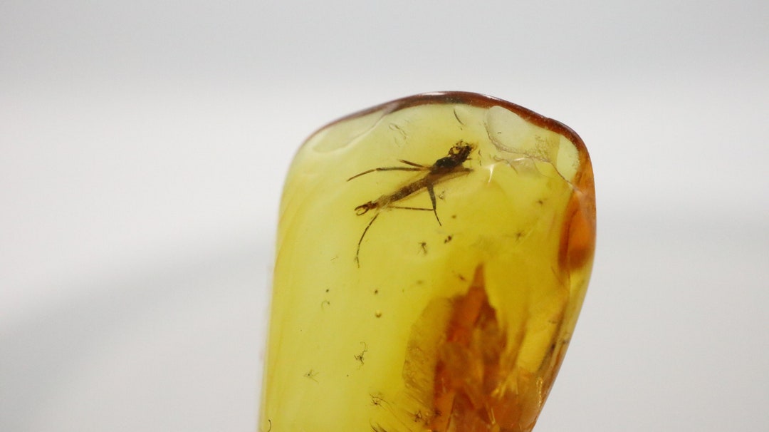 Baltic Amber With Fly Insect Trapped for Million Years | Fossil ...