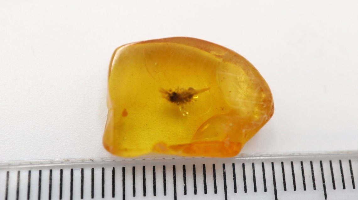 Amber With Rare Larva Insect Trapped for Million Years - Etsy