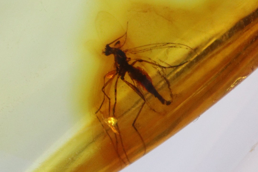 Baltischer Bernstein mit Insekt, der seit Millionen Jahren gefangen ...