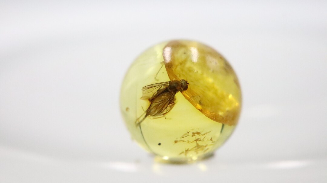 Amber Bead 9.51mm Sphere With Rare Insect Trapped for Million Years ...