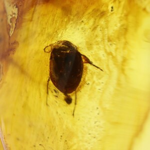 Amber With Rare Bug Insect Trapped for Million Years | Fossil Inclusion ...