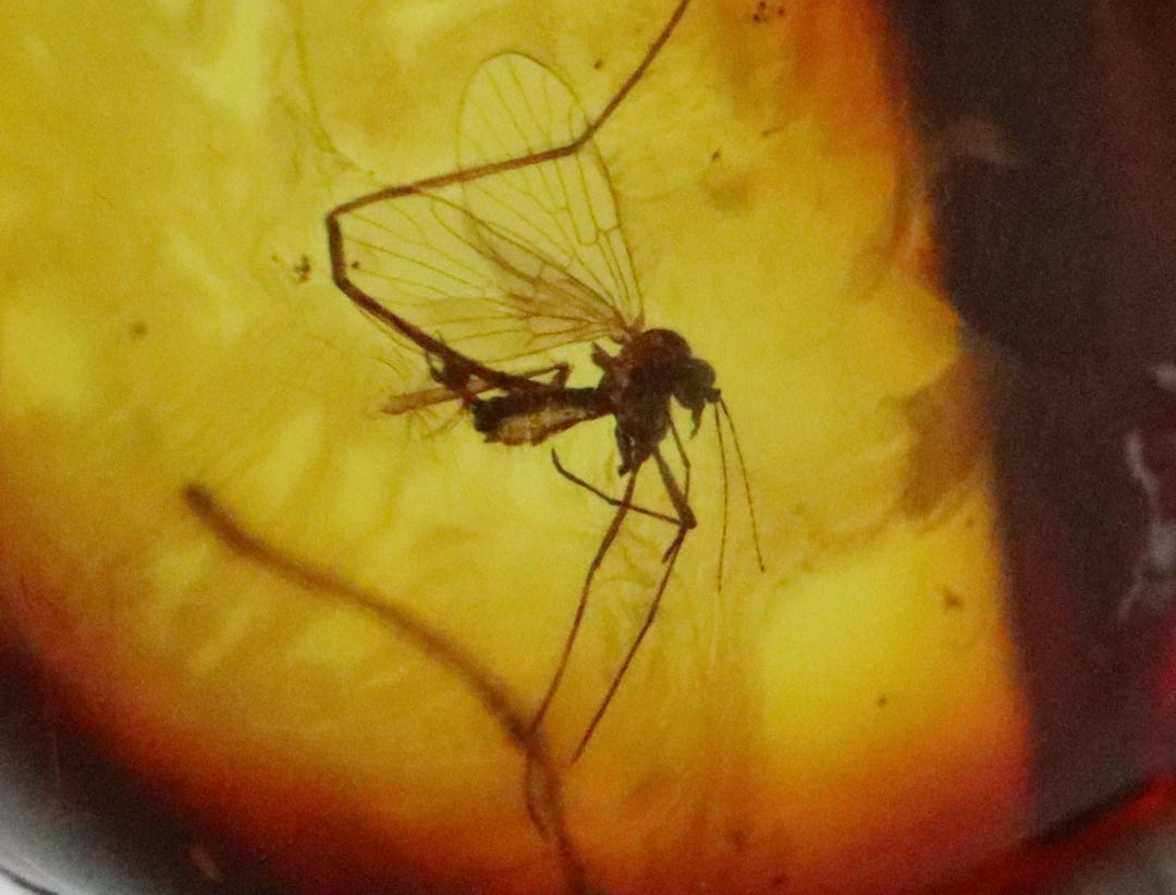 Amber With 4 Insects Trapped for Million Years | Fossil Inclusion in ...