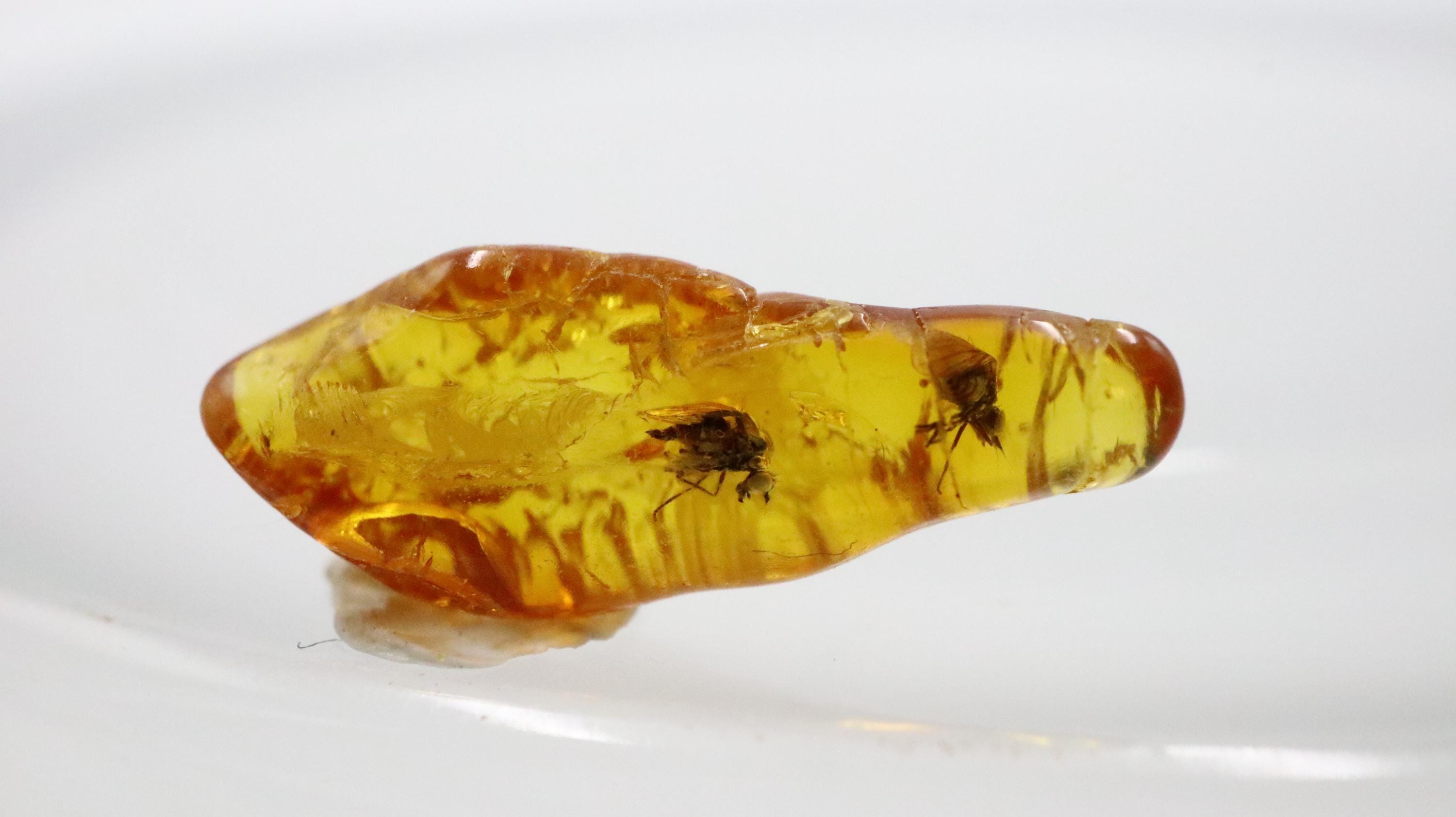 Baltic SMALL Amber With 2 Insects Trapped for Million Years | Fossil ...