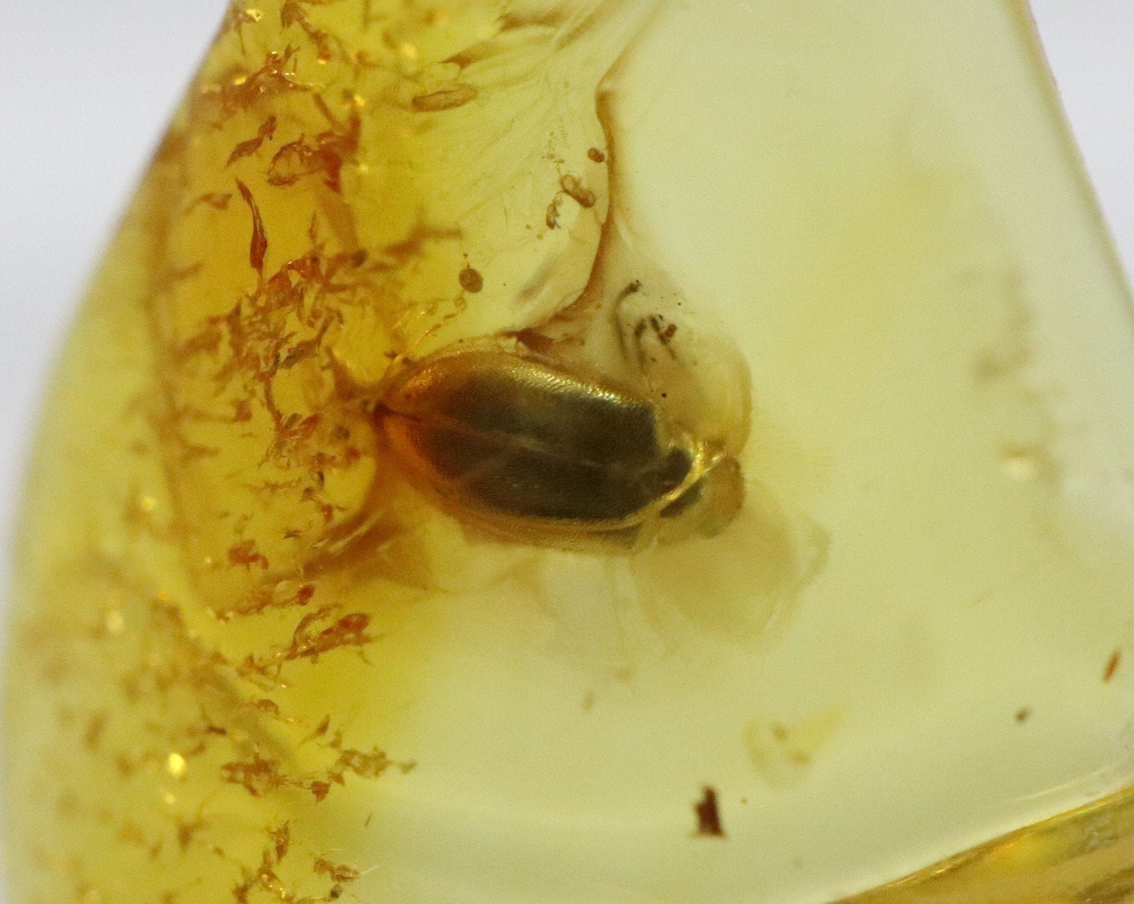 Amber with Bug Insect trapped for Million Years Fossil | Etsy