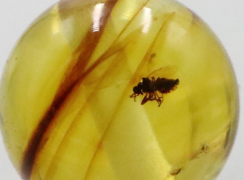 DRILLED Amber Bead 7.34 Mm Sphere With Insect Trapped for Million Years ...