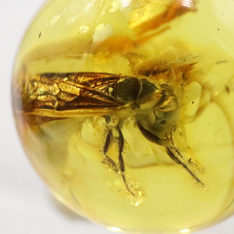 Amber Bead 10.5 Mm Sphere With a Bug Insect Trapped for Million Years ...