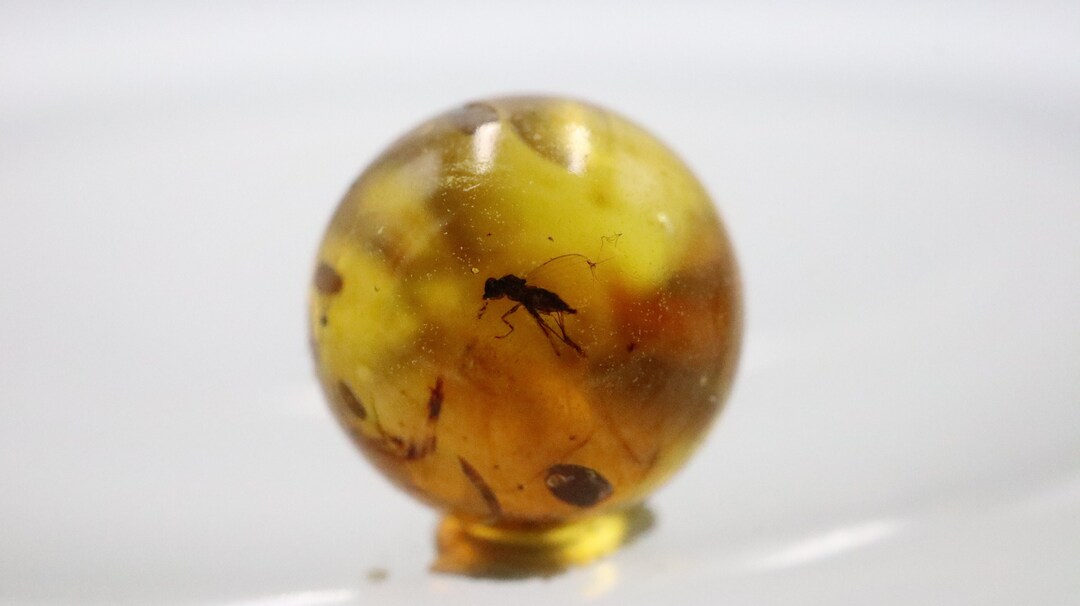 Amber Bead 9.72mm Sphere With Rare Insect Trapped for Million Years ...