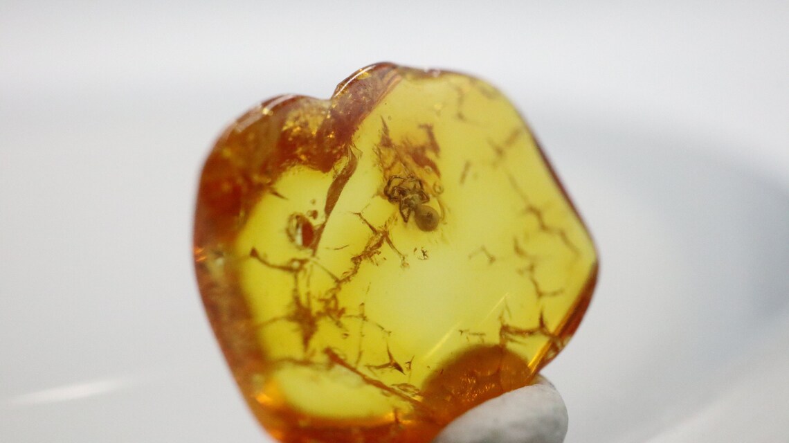 Amber With Rare Insect Trapped for Million Years Fossil - Etsy
