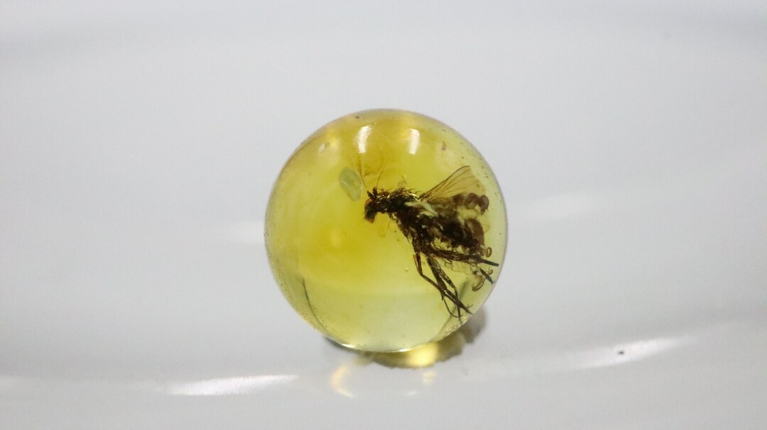 Amber Bead 6.34mm Sphere With Rare Insect Trapped for Million Years ...