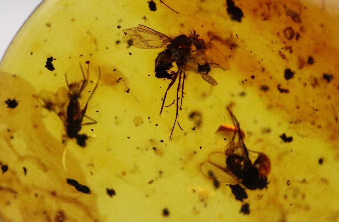 Amber With 4 Insects Trapped for Million Years | Fossil Inclusion in ...