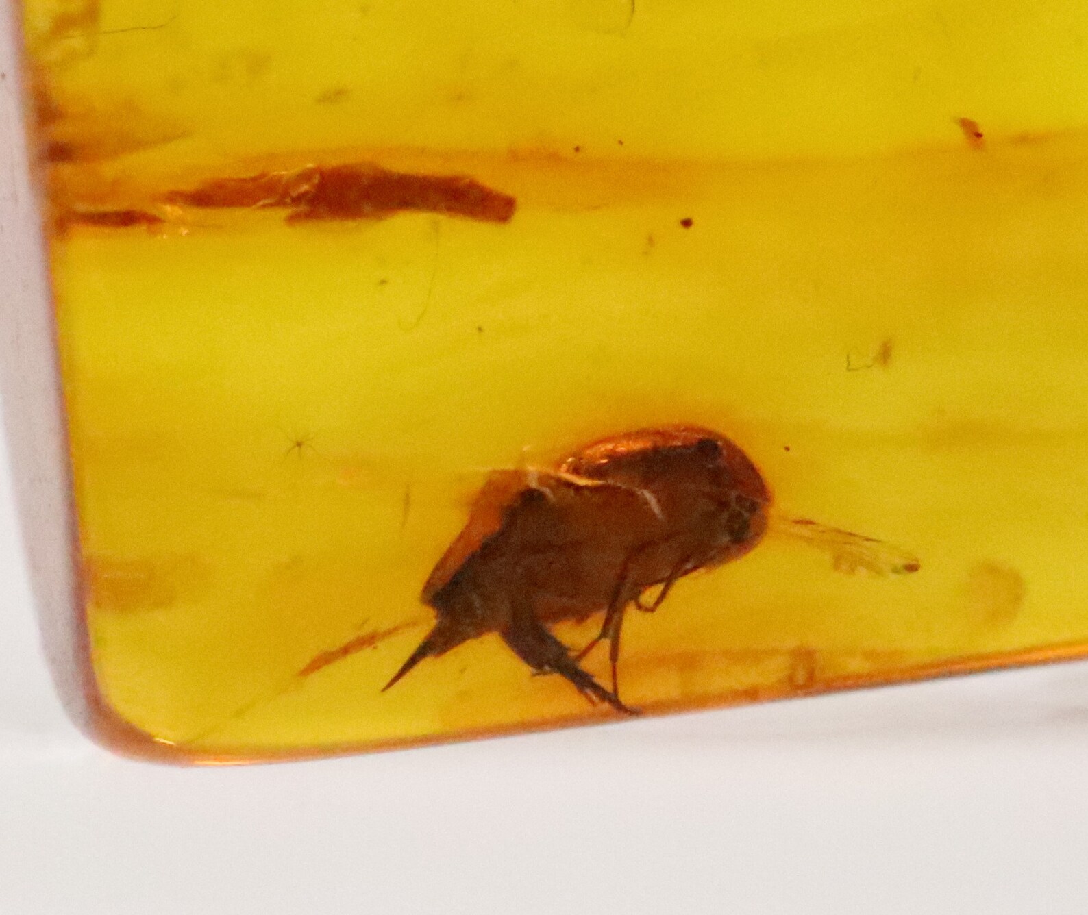 Amber With Bug Insect Trapped for Million Years | Fossil Inclusion in ...