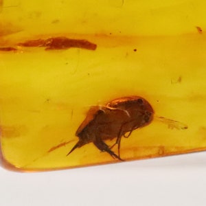 Amber With Bug Insect Trapped for Million Years | Fossil Inclusion in ...