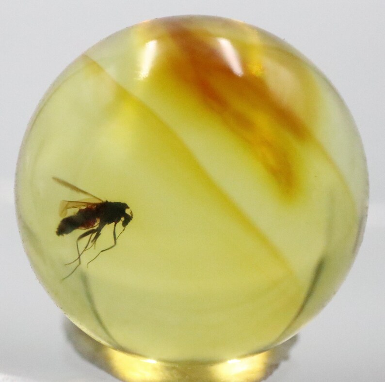 Amber Bead 8.46 Mm Sphere With Rare Insect Trapped for Million Years ...