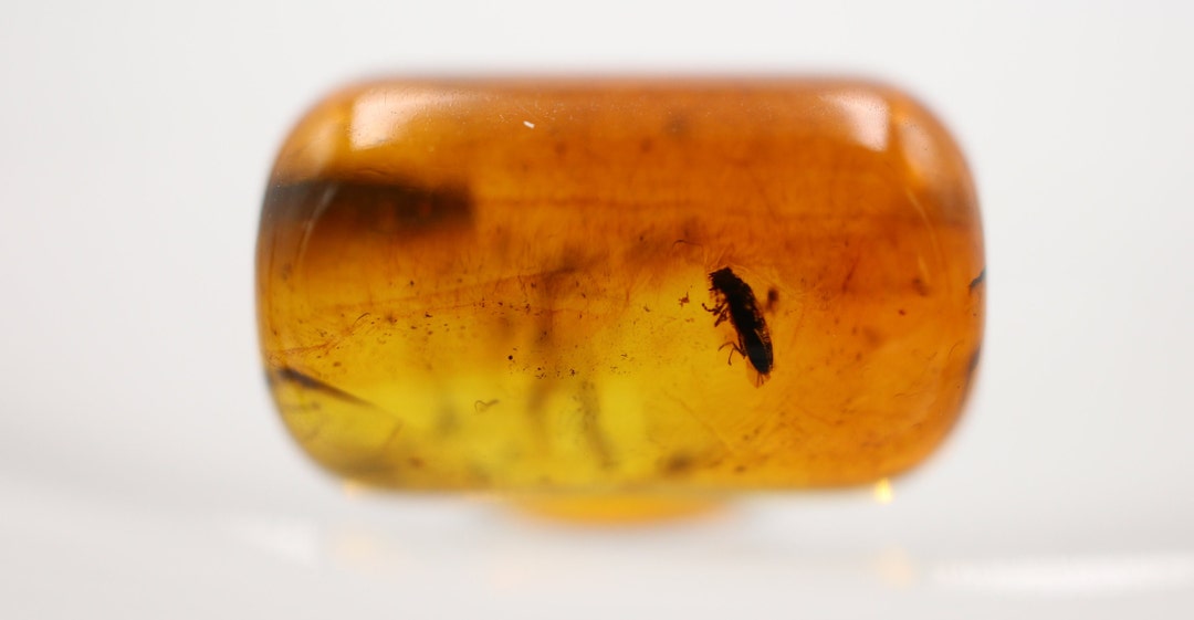 Amber With Rare Bug Insect Trapped for Million Years | Fossil Inclusion ...